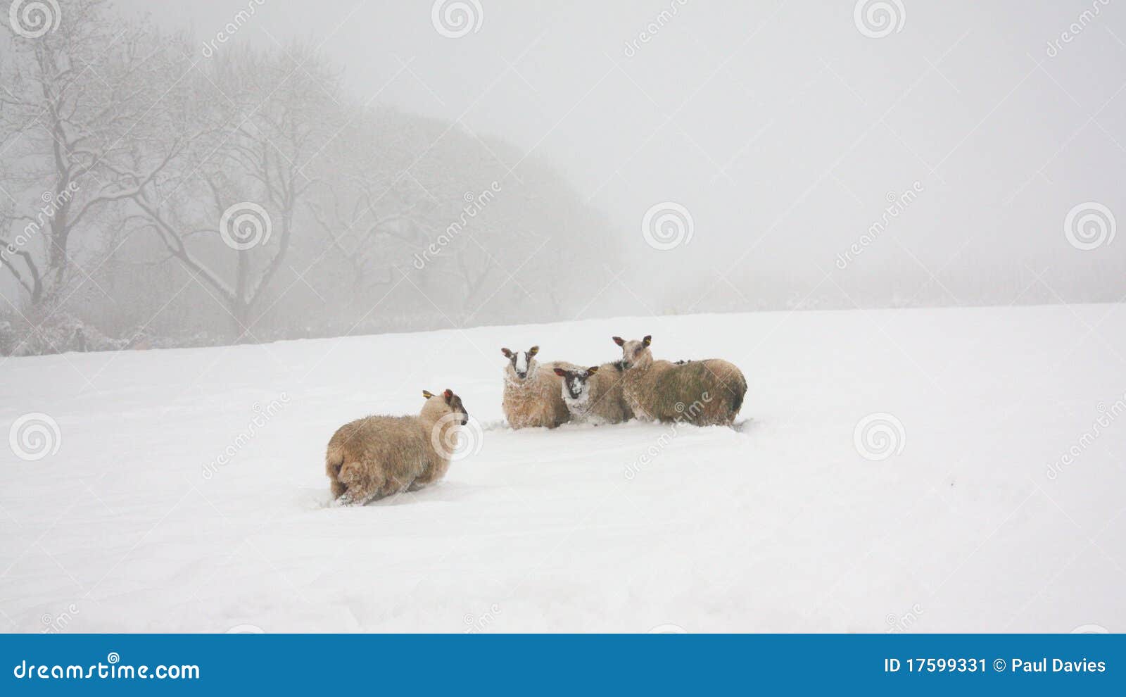 Sheep in Deep Snow stock image. Image of fields, white - 17599331
