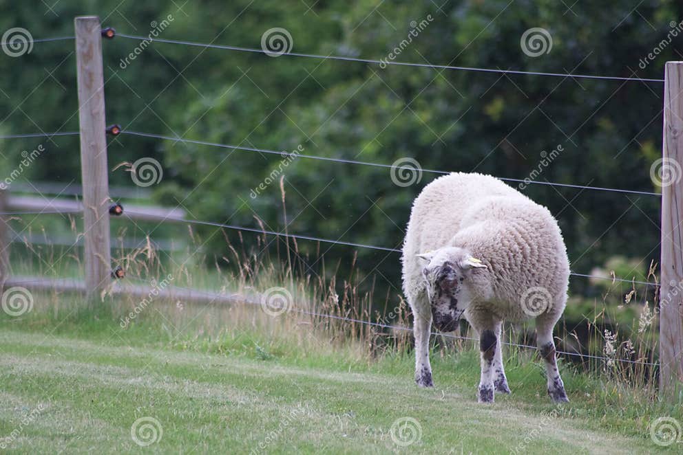 Sheep in Denmark stock image. Image of spring, sheep - 60661787