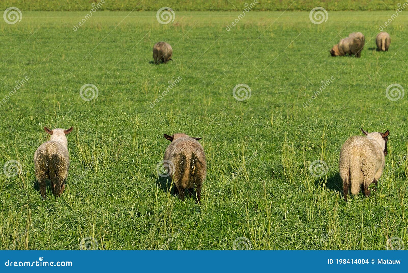 Sheep with diarrhoea stock photo. Image of animals, wool - 198414004