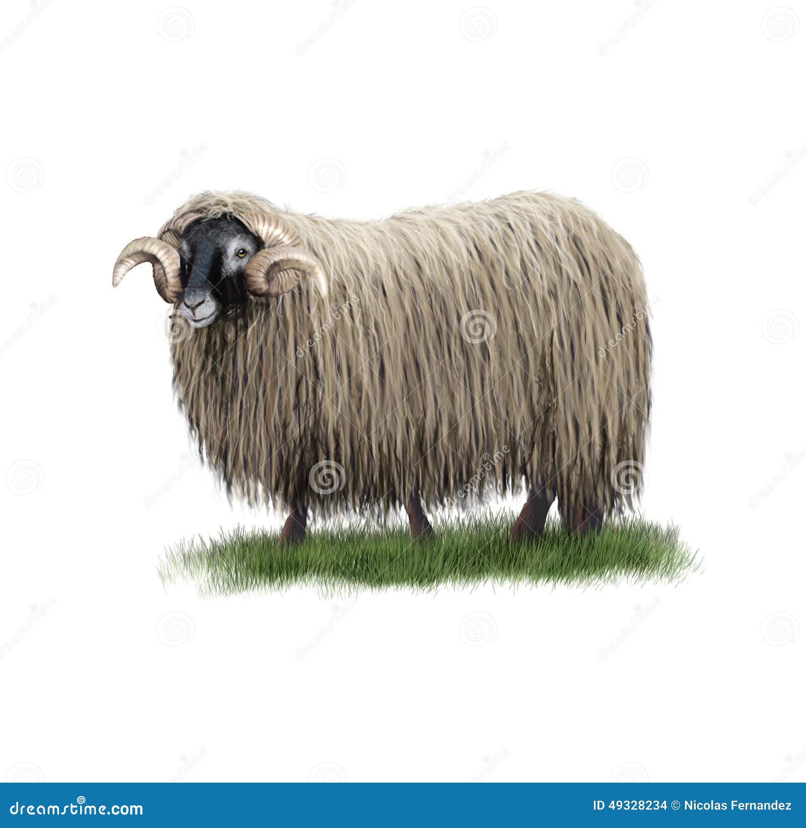 Sheep stock illustration. Illustration of isolated, animal - 49328234