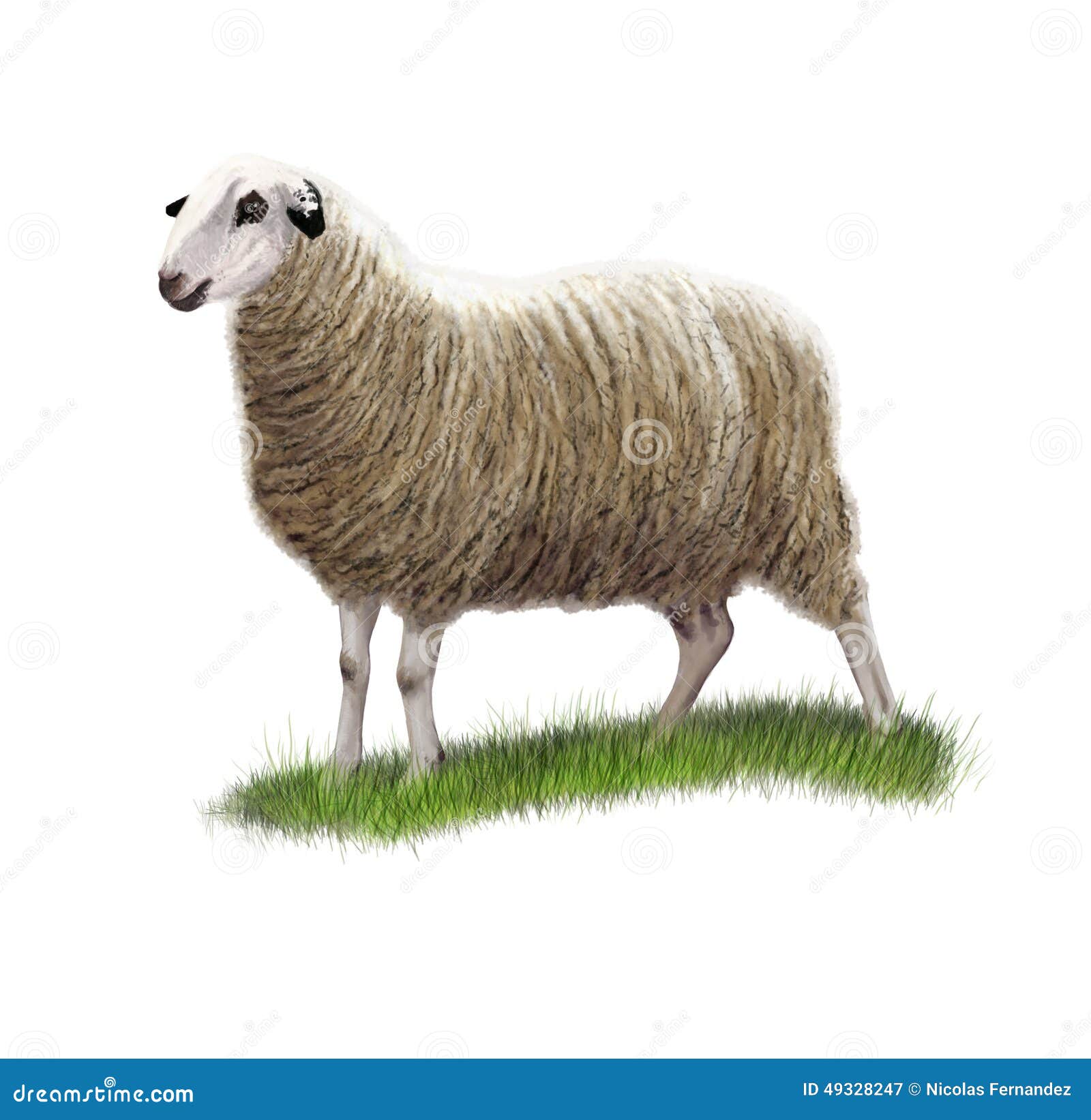 Sheep stock illustration. Illustration of white, livestock - 49328247