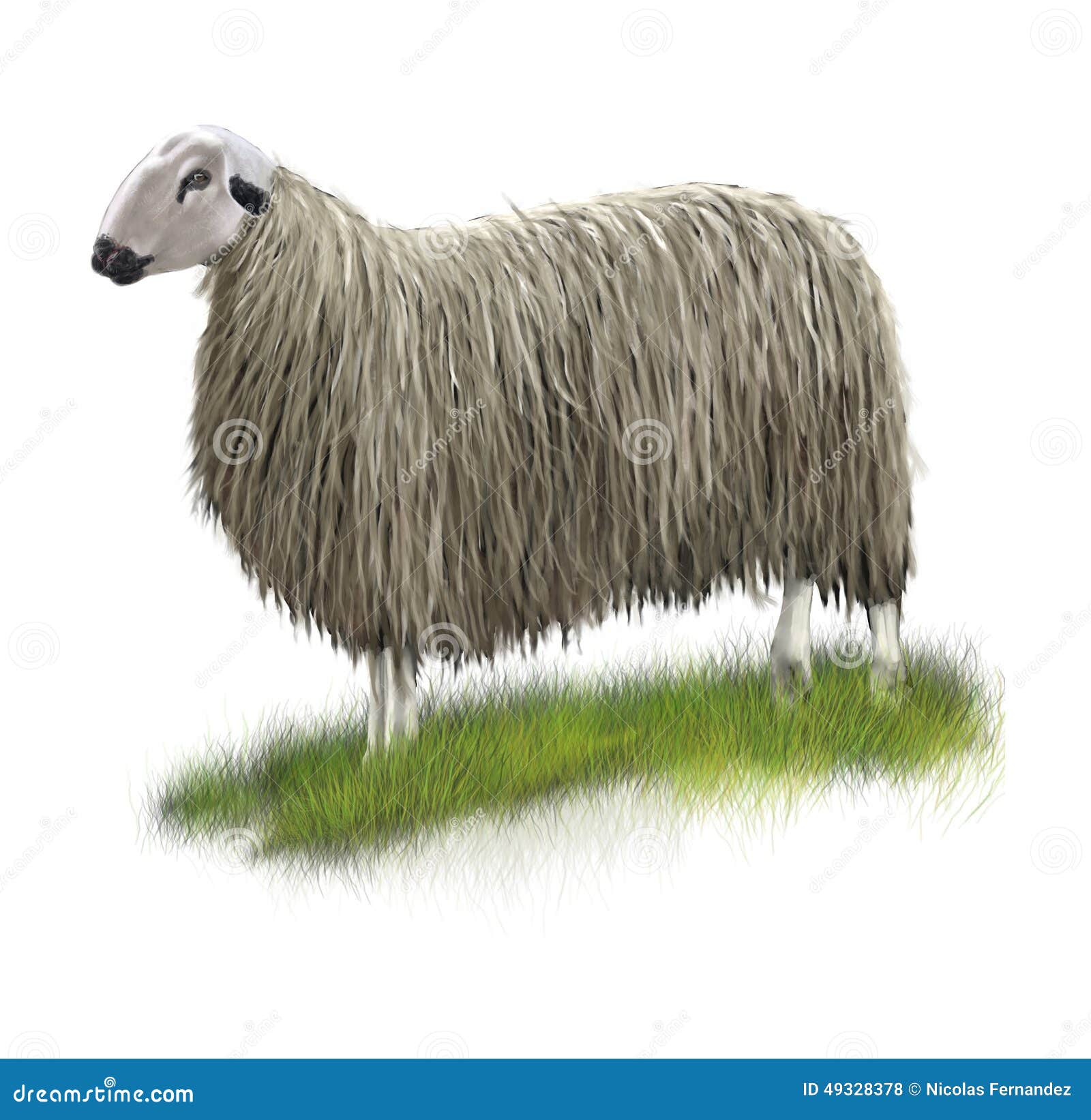 Sheep stock illustration. Illustration of animals, domestic - 49328378