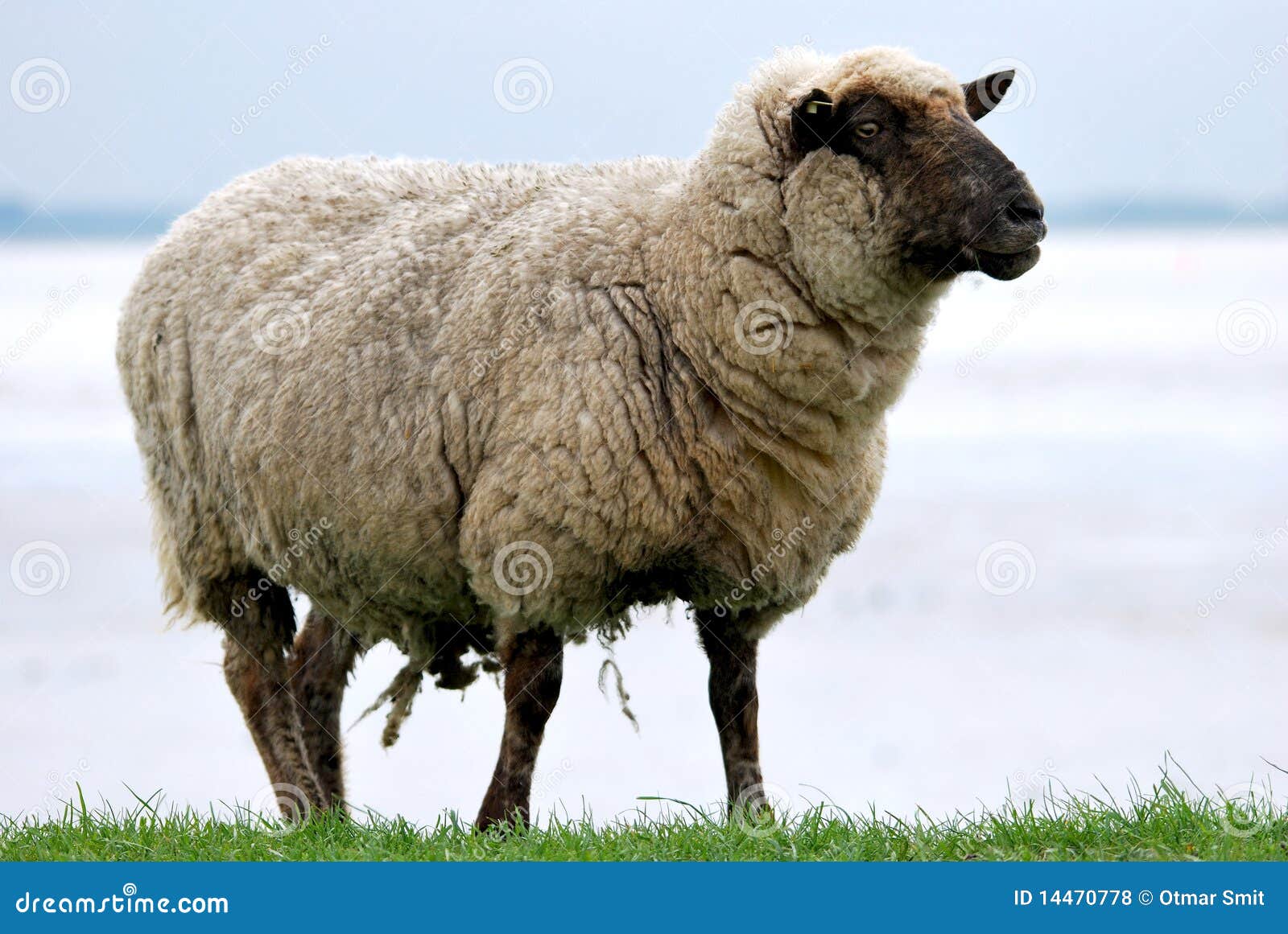 Sheep on a stock photo. Image of north, meadow, green - 14470778