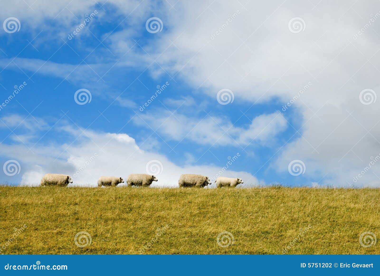 Sheep on the stock photo. Image of field, adolescent, offspring - 5751202