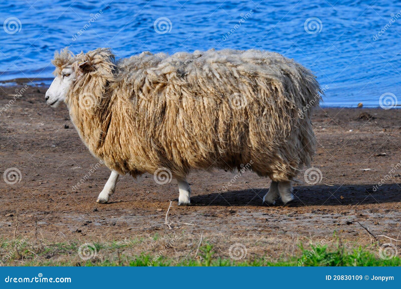 Sheep dip stock image. Image of mutton, milk, shear, flock - 20830109