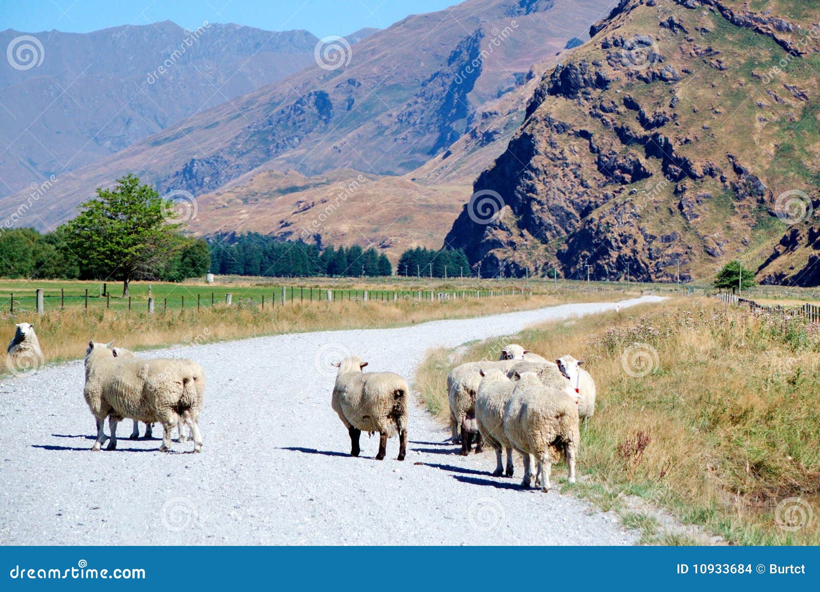 Sheep on dirt road stock photo. Image of road, walking - 10933684