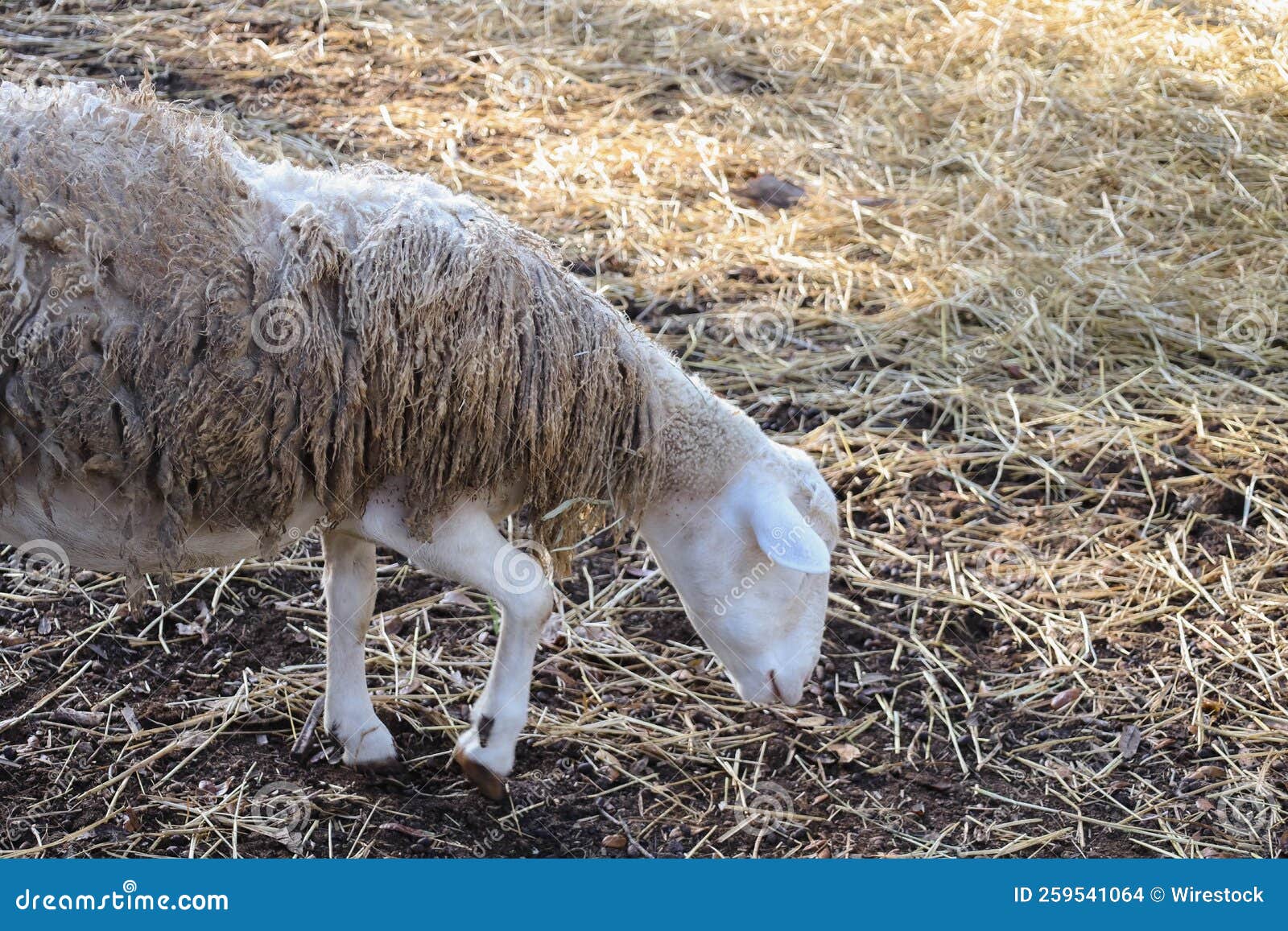 Sheep with Dirty Wool Grazing in a Dry Field Stock Photo - Image of ...