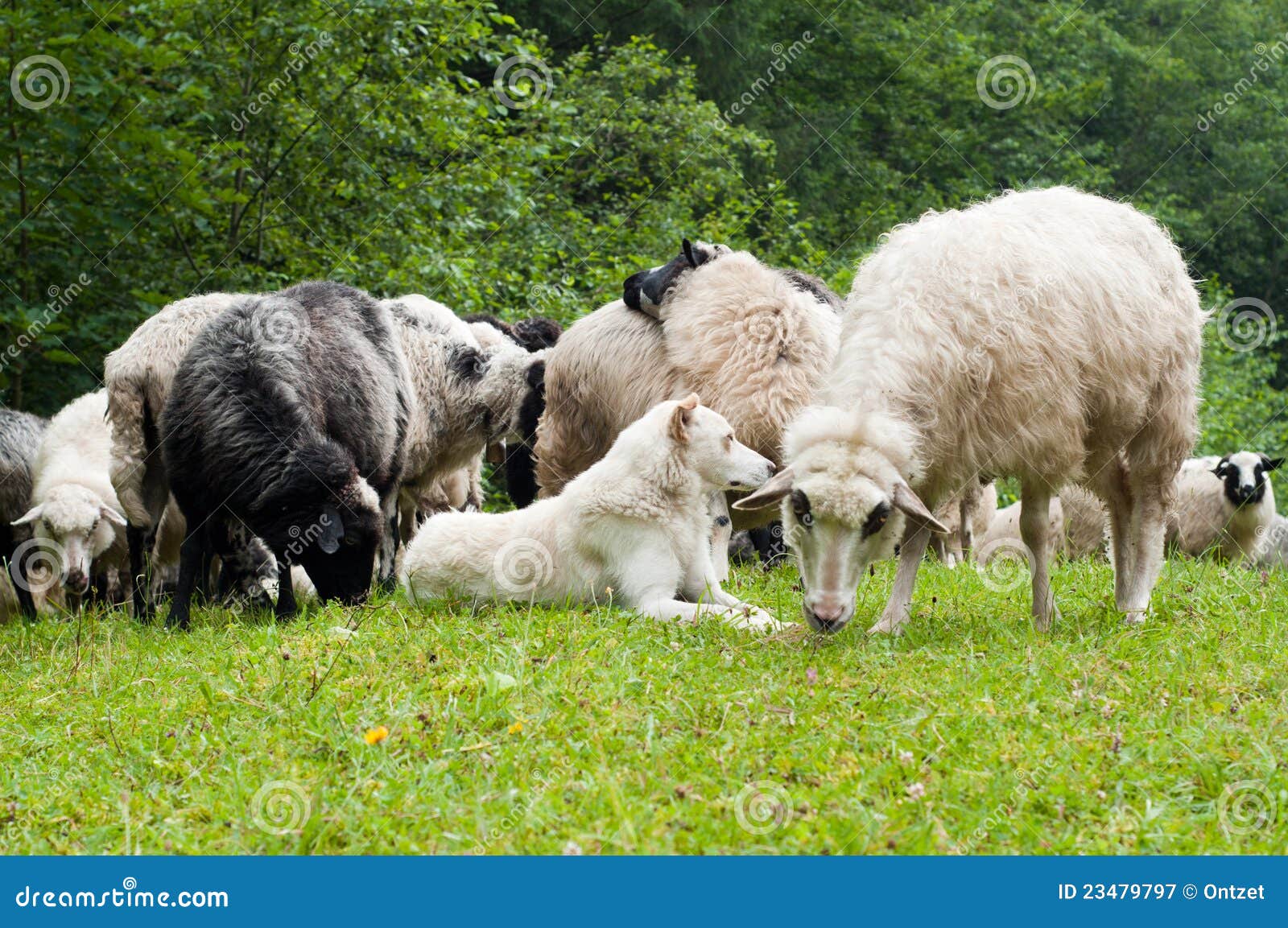 Sheep dog stock image. Image of owczarek, wool, safety - 23479797