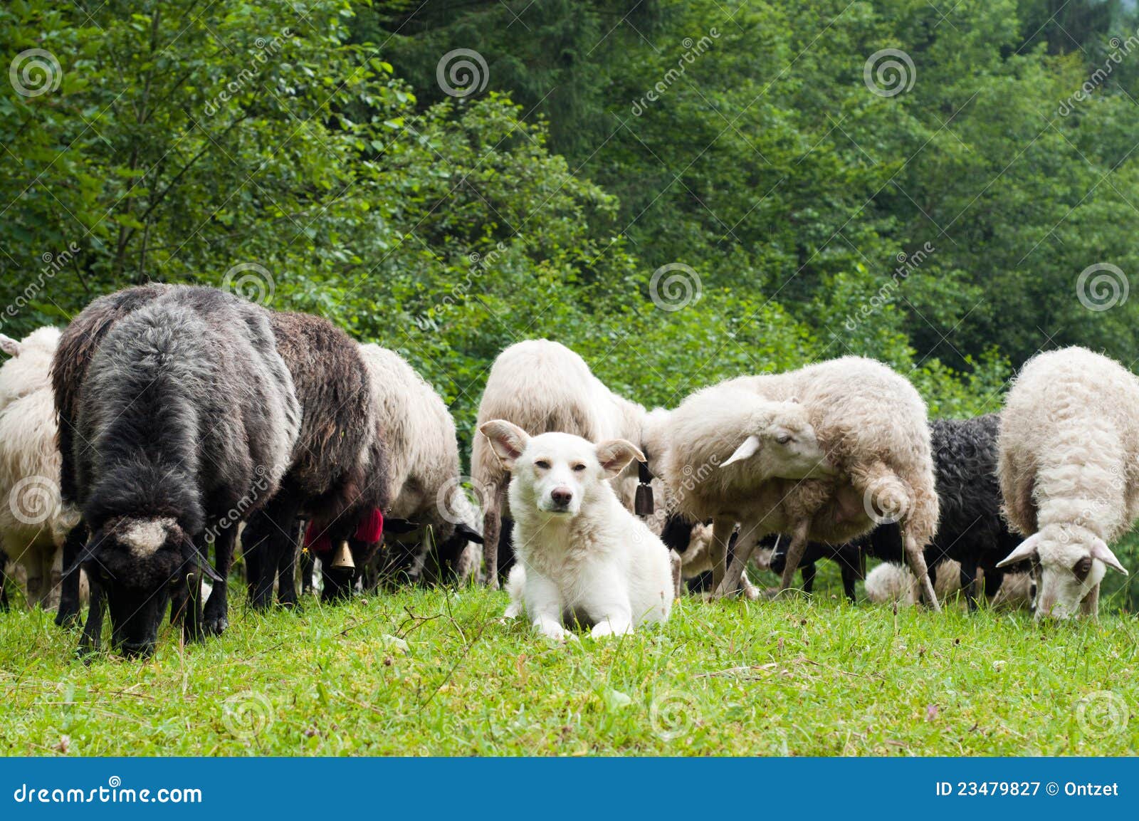 Sheep dog stock image. Image of ranch, sheep, watching - 23479827