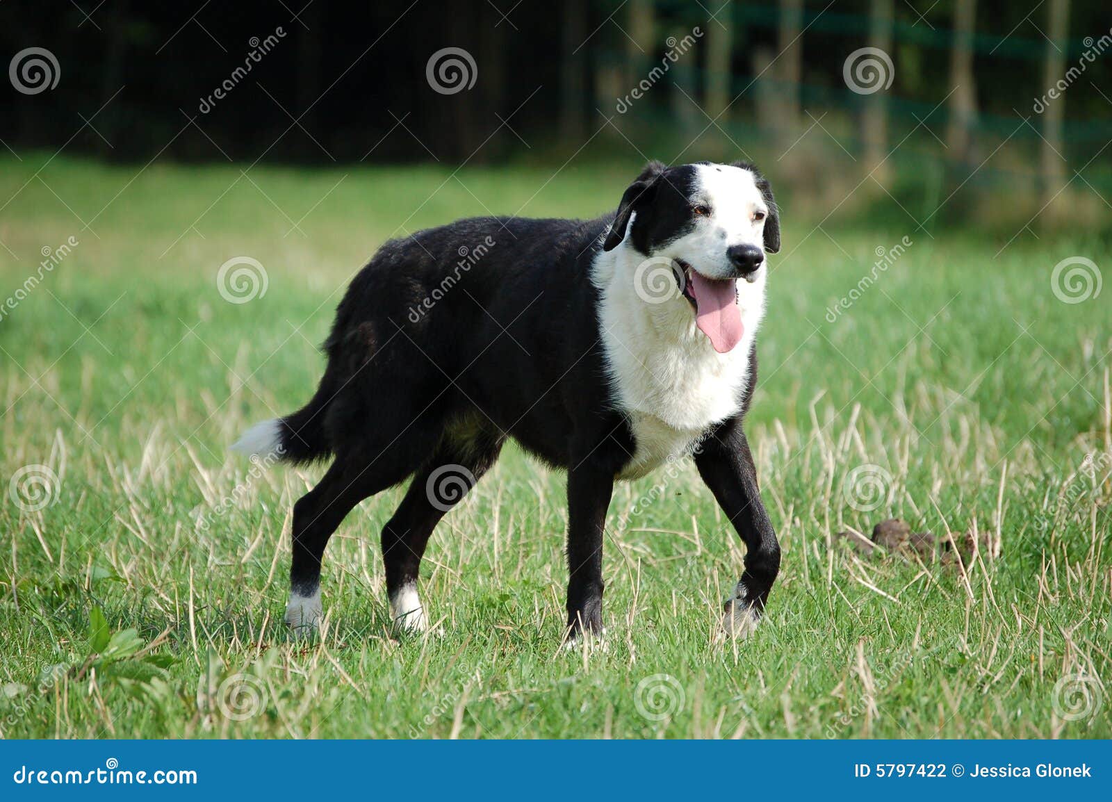Sheep dog stock photo. Image of farm, mammal, hound, doggy - 5797422