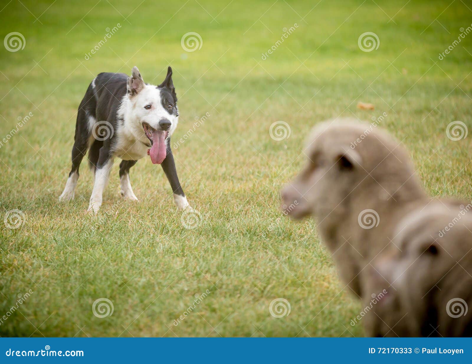 Corralling Stock Photos - Free & Royalty-Free Stock Photos from Dreamstime