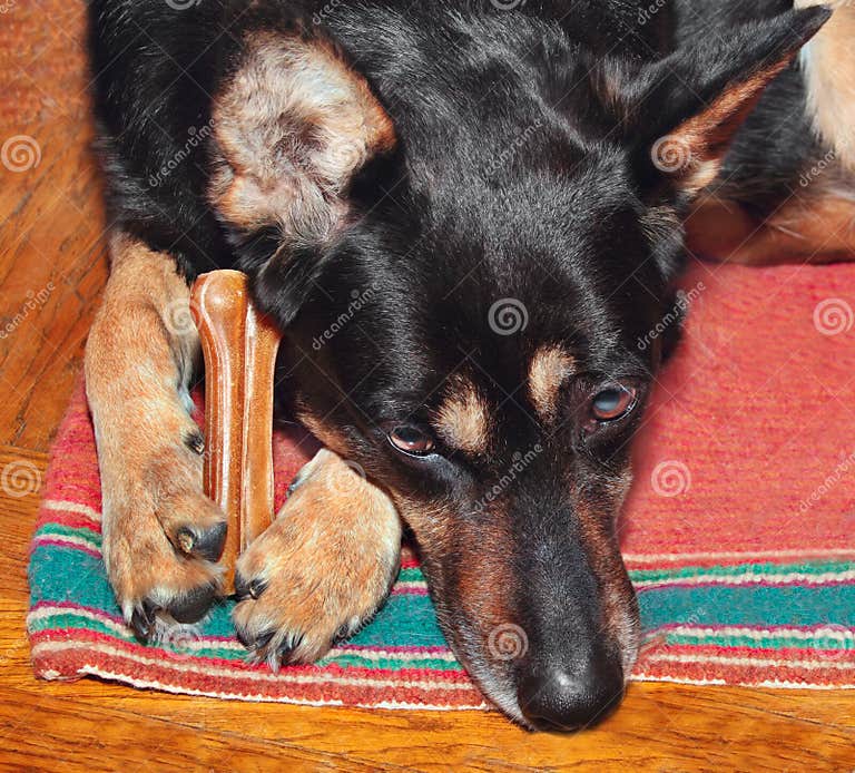 Guarding a bone stock image. Image of indoor, legs, close - 29971441