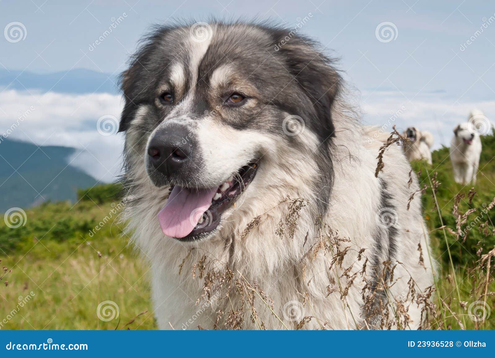 Sheep Dog on Mountain Pasture Stock Photo - Image of meadow, large ...