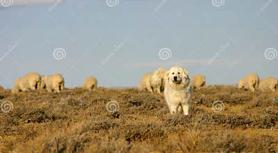 Sheep Dog Protecting Herd stock image. Image of sheep - 1696817