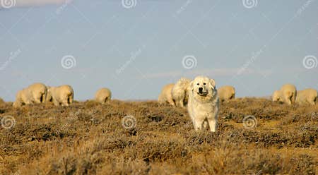 Sheep Dog Protecting Herd stock image. Image of sheep - 1696817