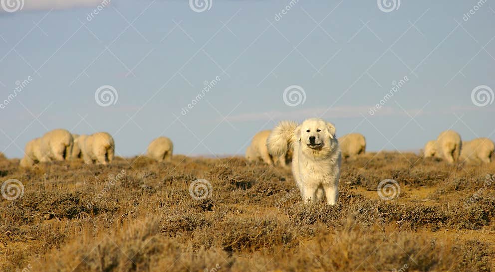 Sheep Dog Protecting Herd stock image. Image of sheep - 1696817