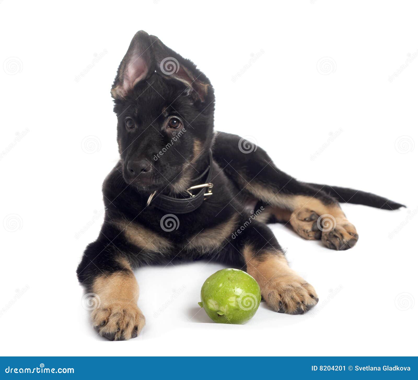 The sheep-dog puppy stock image. Image of thoroughbred - 8204201