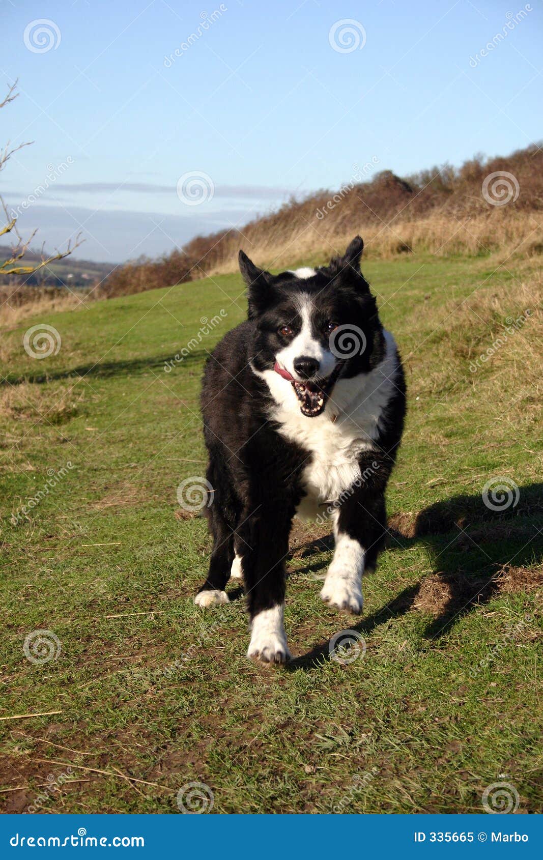 Sheep dog running. stock image. Image of nature, pets, collies - 335665
