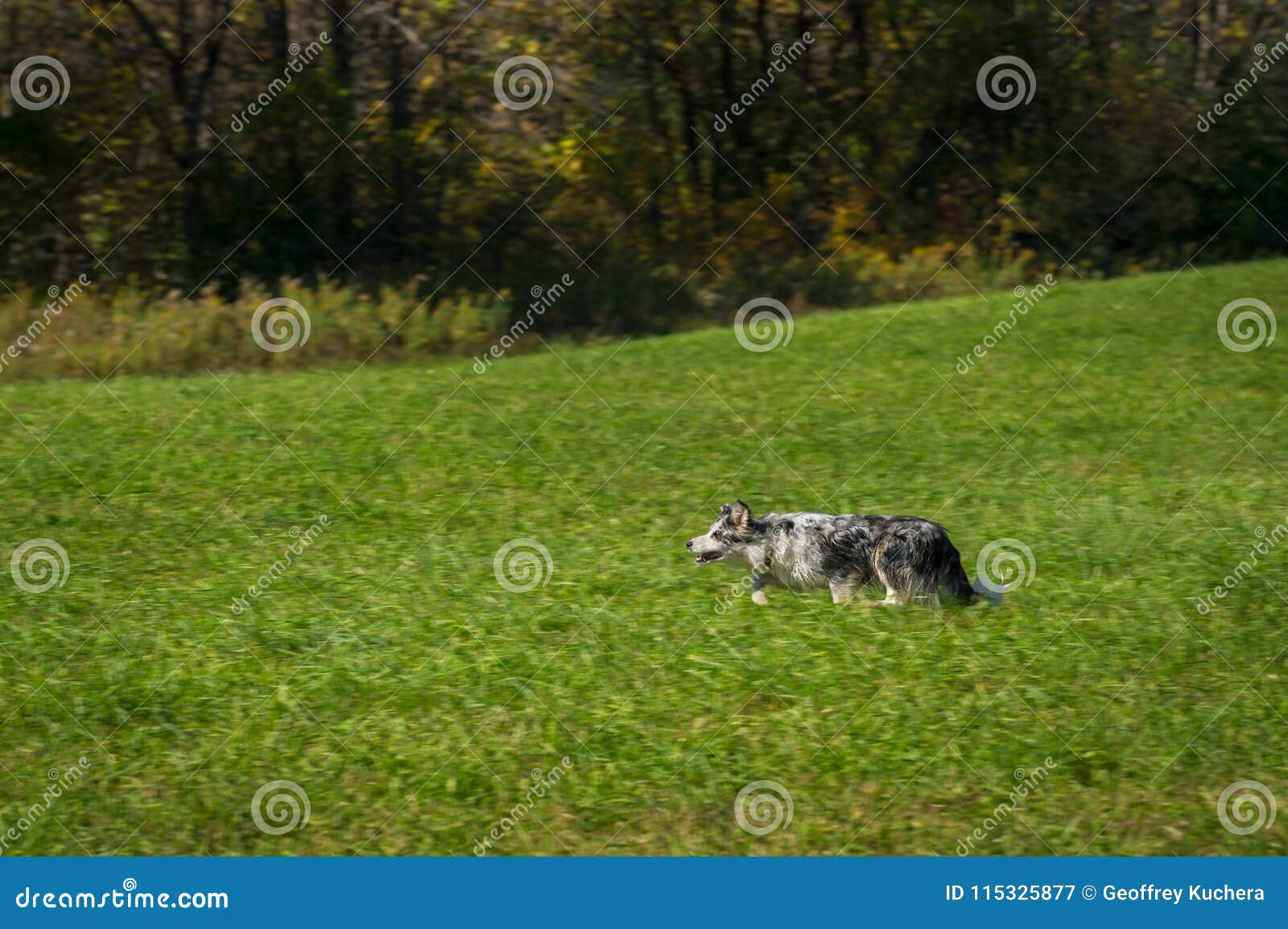 Sheep Dog Runs Runs Fast in Field Stock Image - Image of action, animal ...