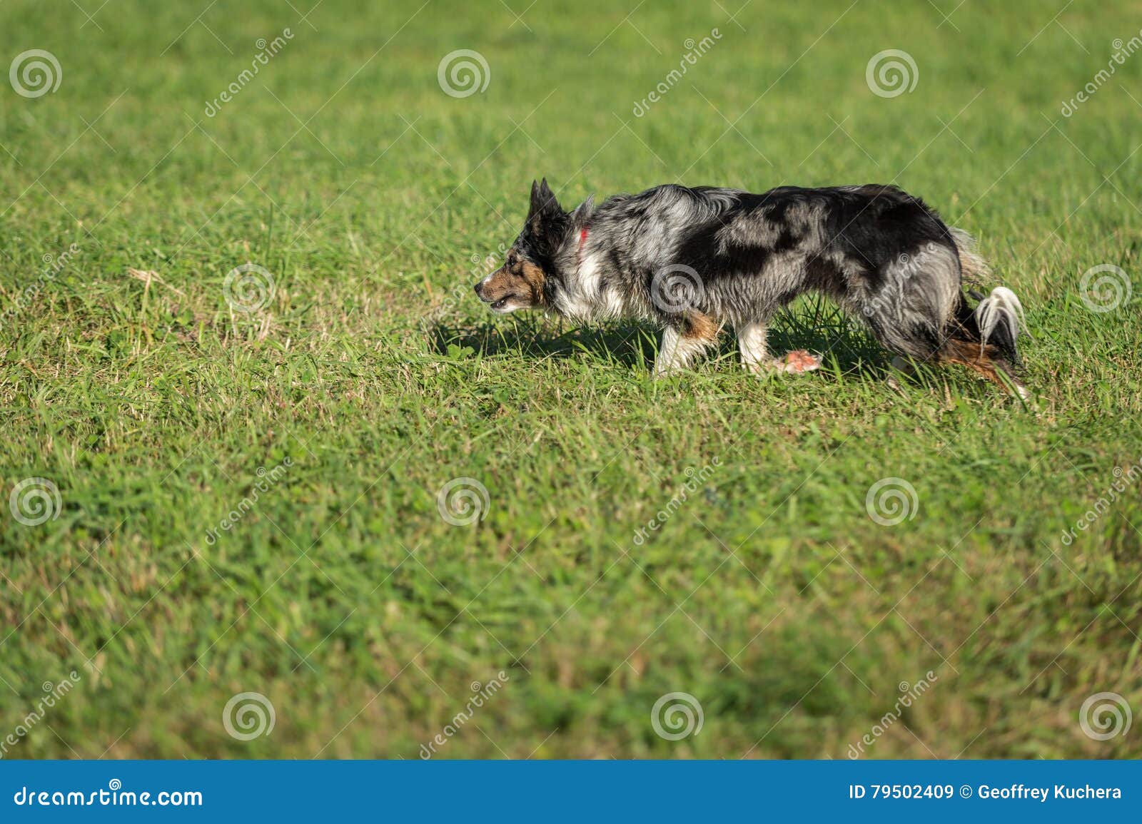 Sheep Dog Runs Left at Herding Trial Stock Image - Image of creature ...
