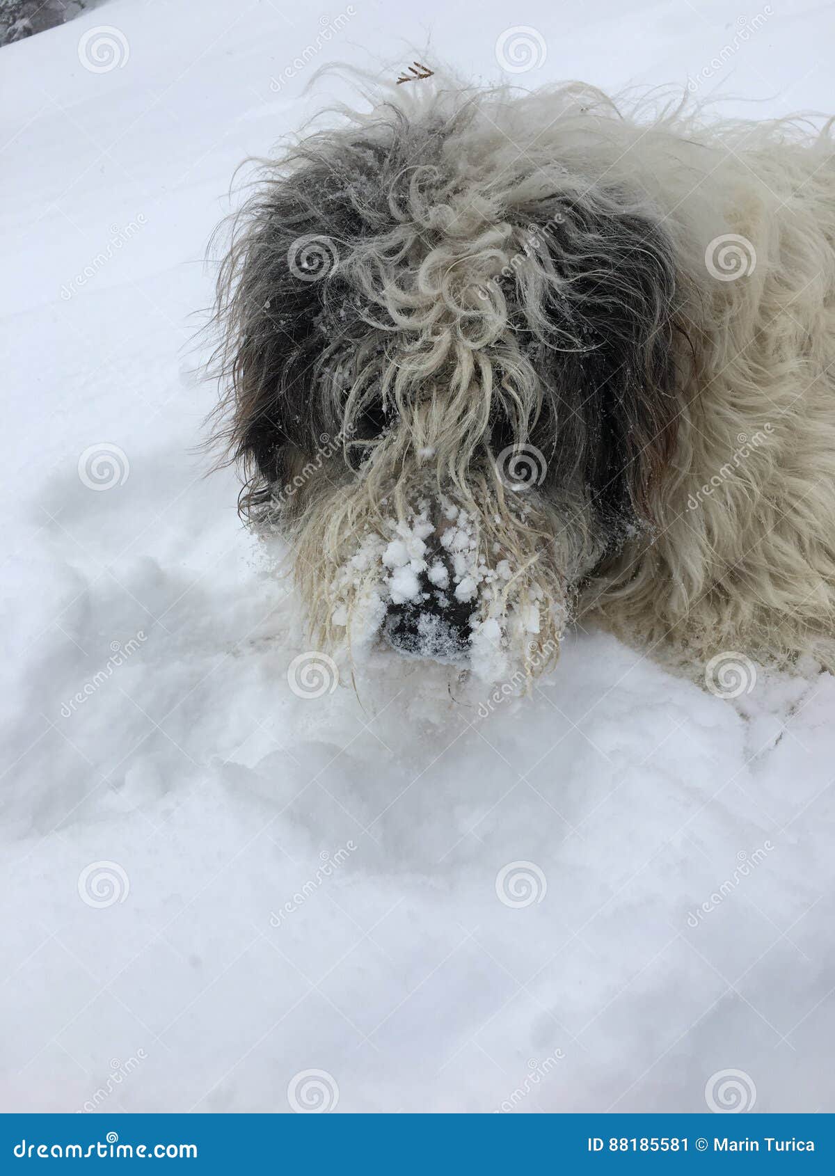 Sheep Dog Sitting in the Snow Stock Image - Image of pine, landscape ...