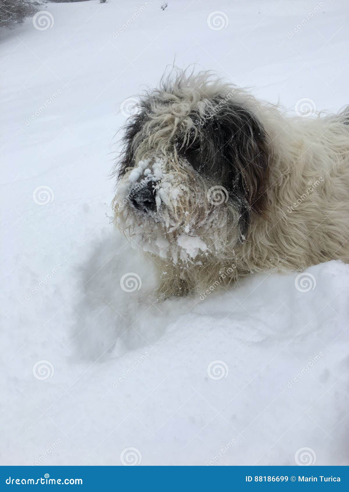 Sheep Dog Sitting in the Snow Stock Image - Image of cold, isolated ...
