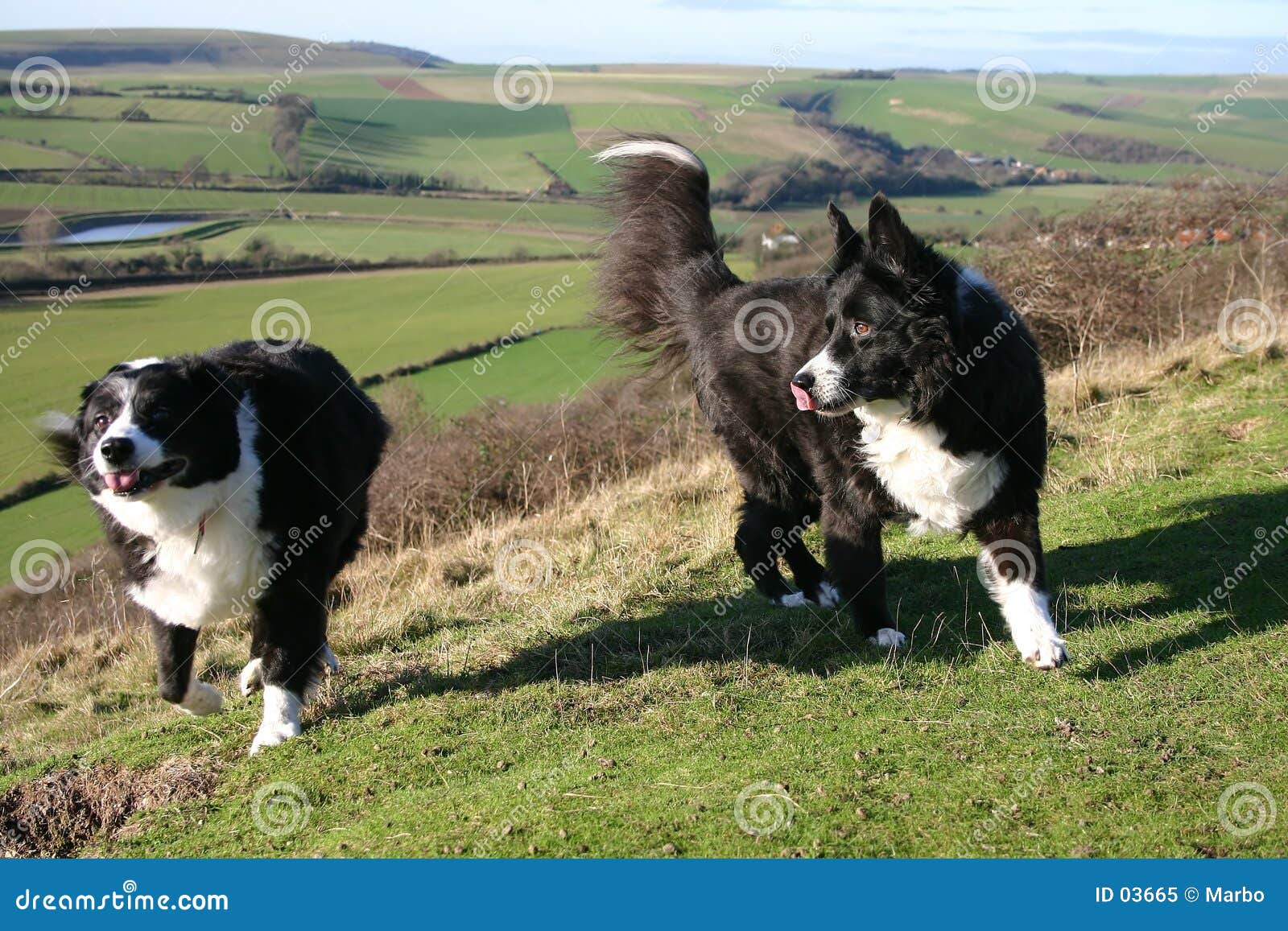 Sheep dogs stock image. Image of views, scenery, hills, animals - 3665