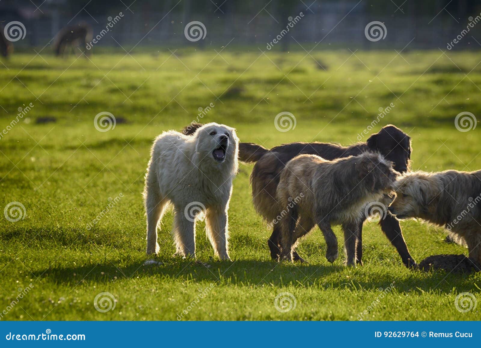 Sheep Dogs Playing in the Meadow. Stock Photo - Image of cute, nature ...