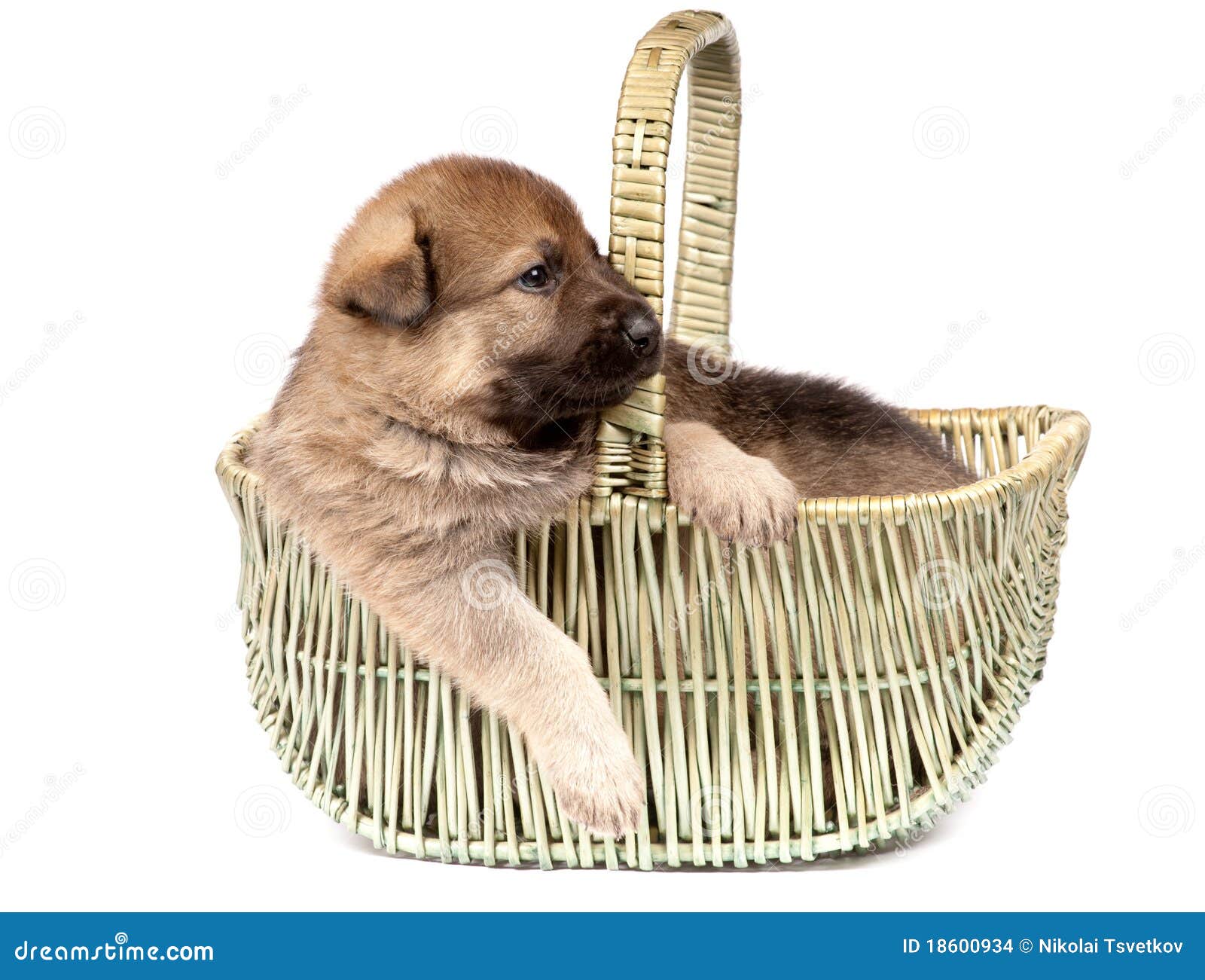 Sheep-dogs puppy stock photo. Image of canine, puppy - 18600934