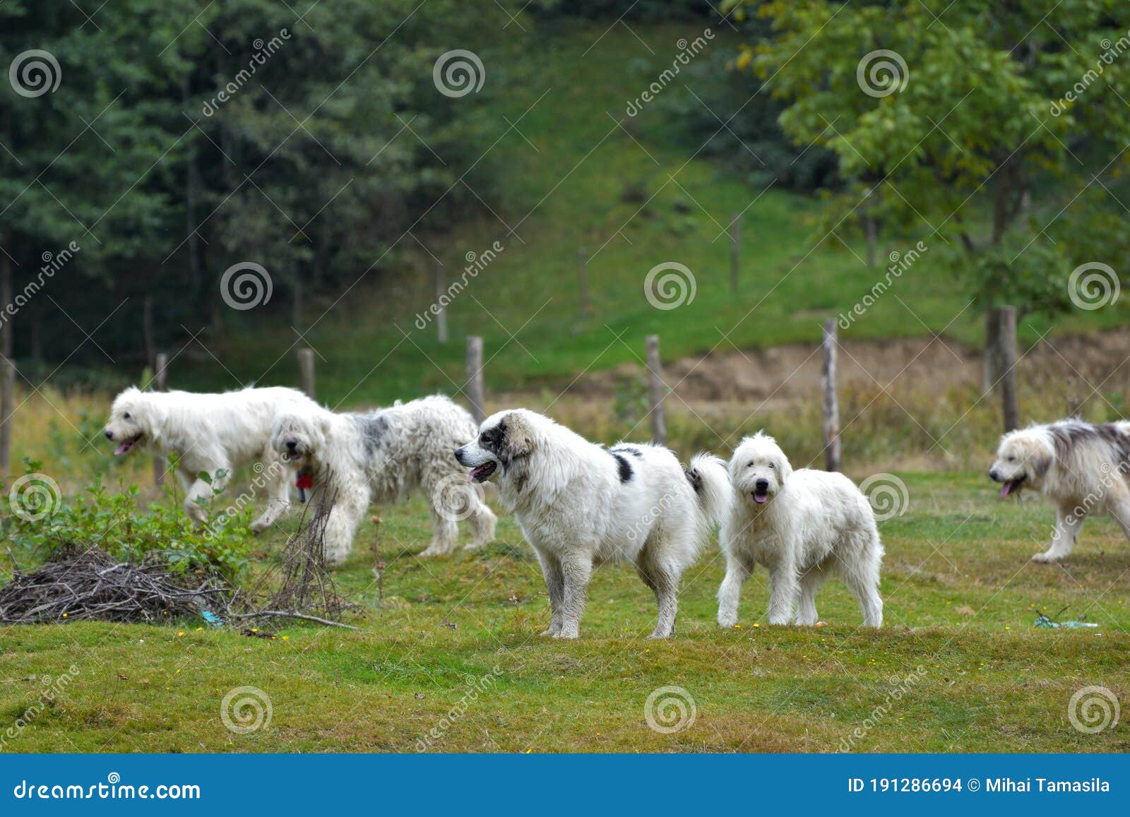 Sheep Dogs Watching Over Flock Stock Photo - Image of rural ...