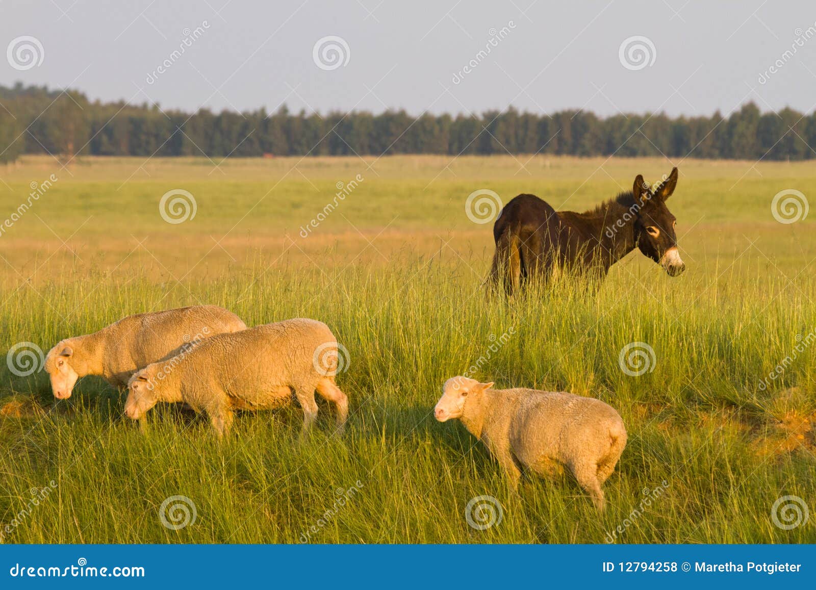 Sheep and Donkey Farm Scene Stock Photo - Image of landscape, sheep ...
