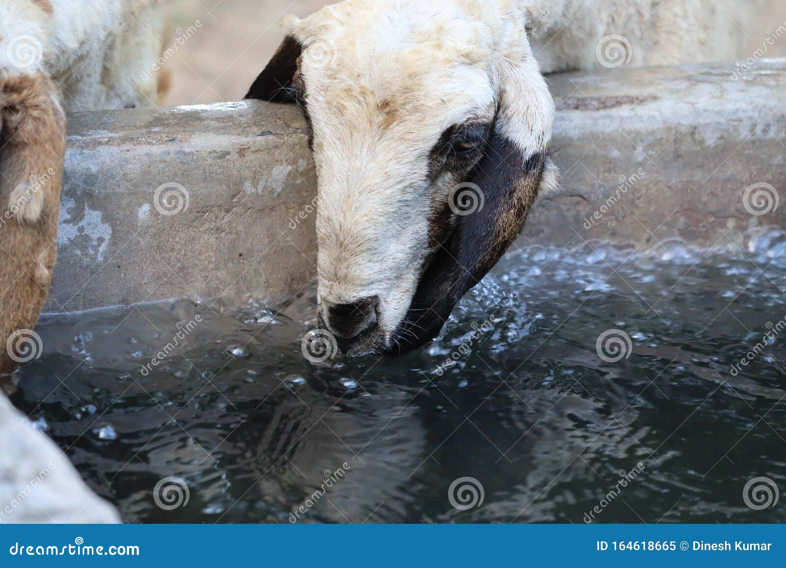 It is a Sheep Drinking Clean Water.Sheep Drinking Water Stock Image ...