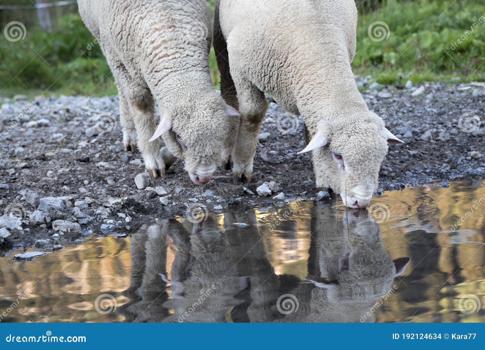 Sheep_drinking stock photo. Image of domestic, cute - 192124634