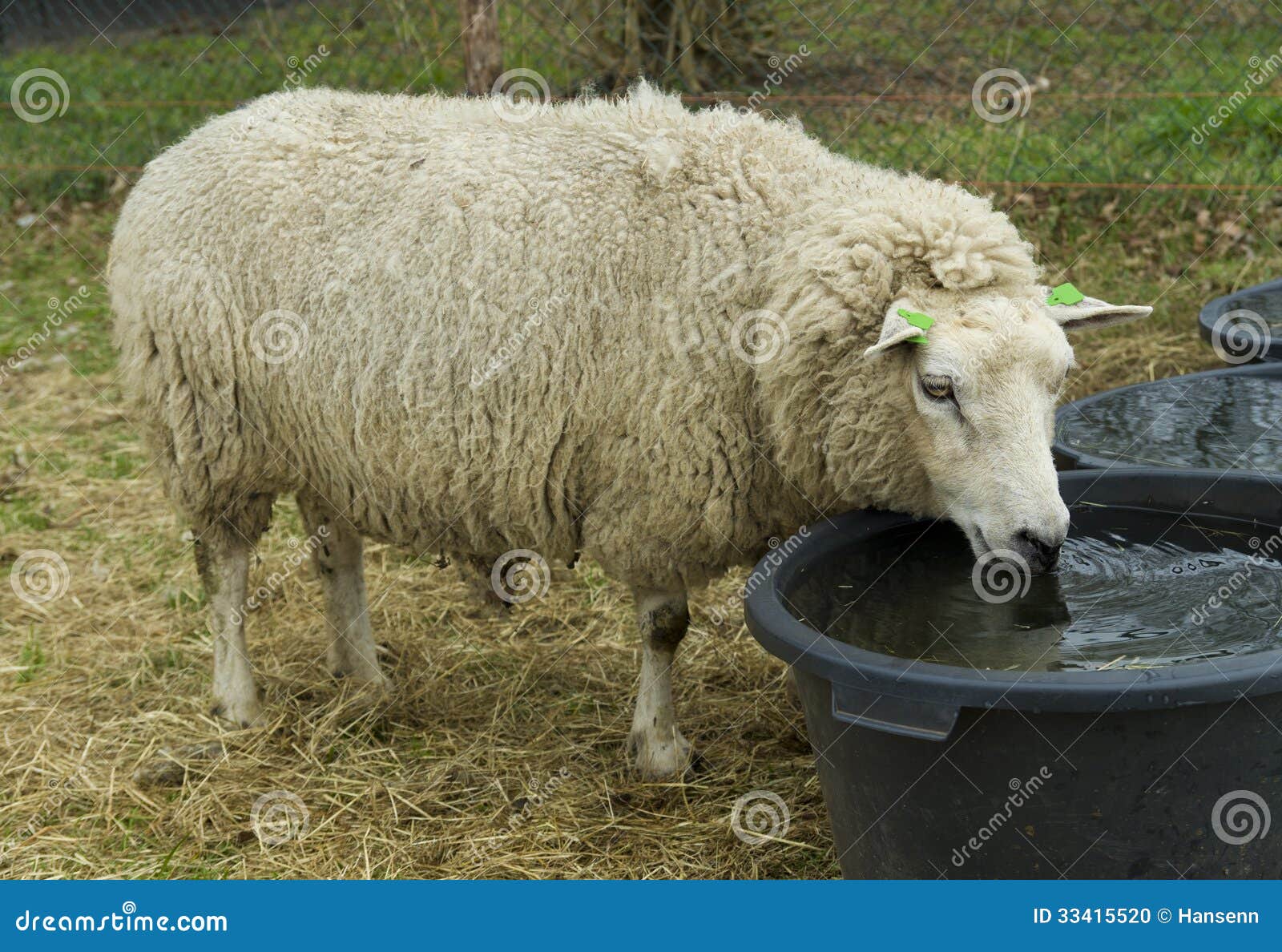 Sheep drinking water stock photo. Image of animal, water - 33415520