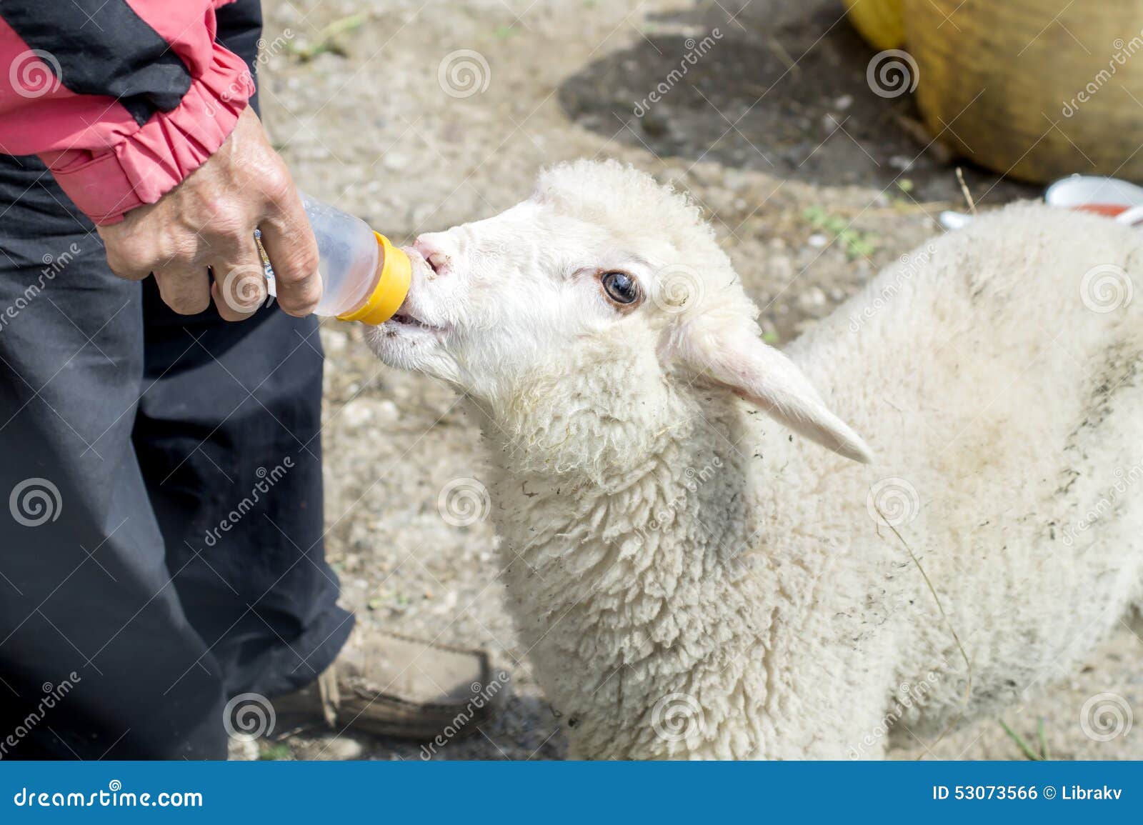 Sheep Drinking Water from Hand Stock Photo - Image of farming, smile ...