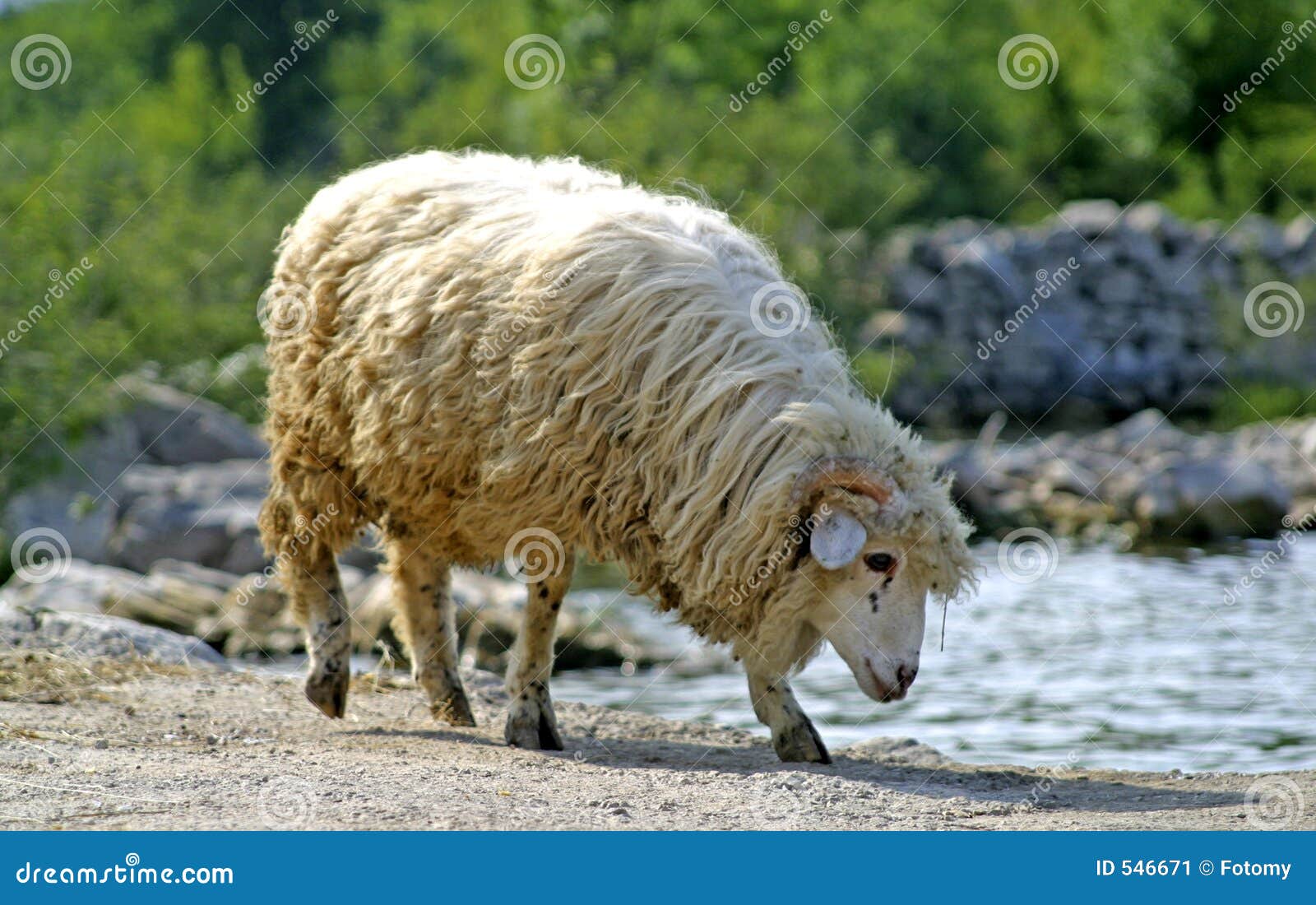Sheep Drinking Water from Lake Stock Image - Image of natural ...