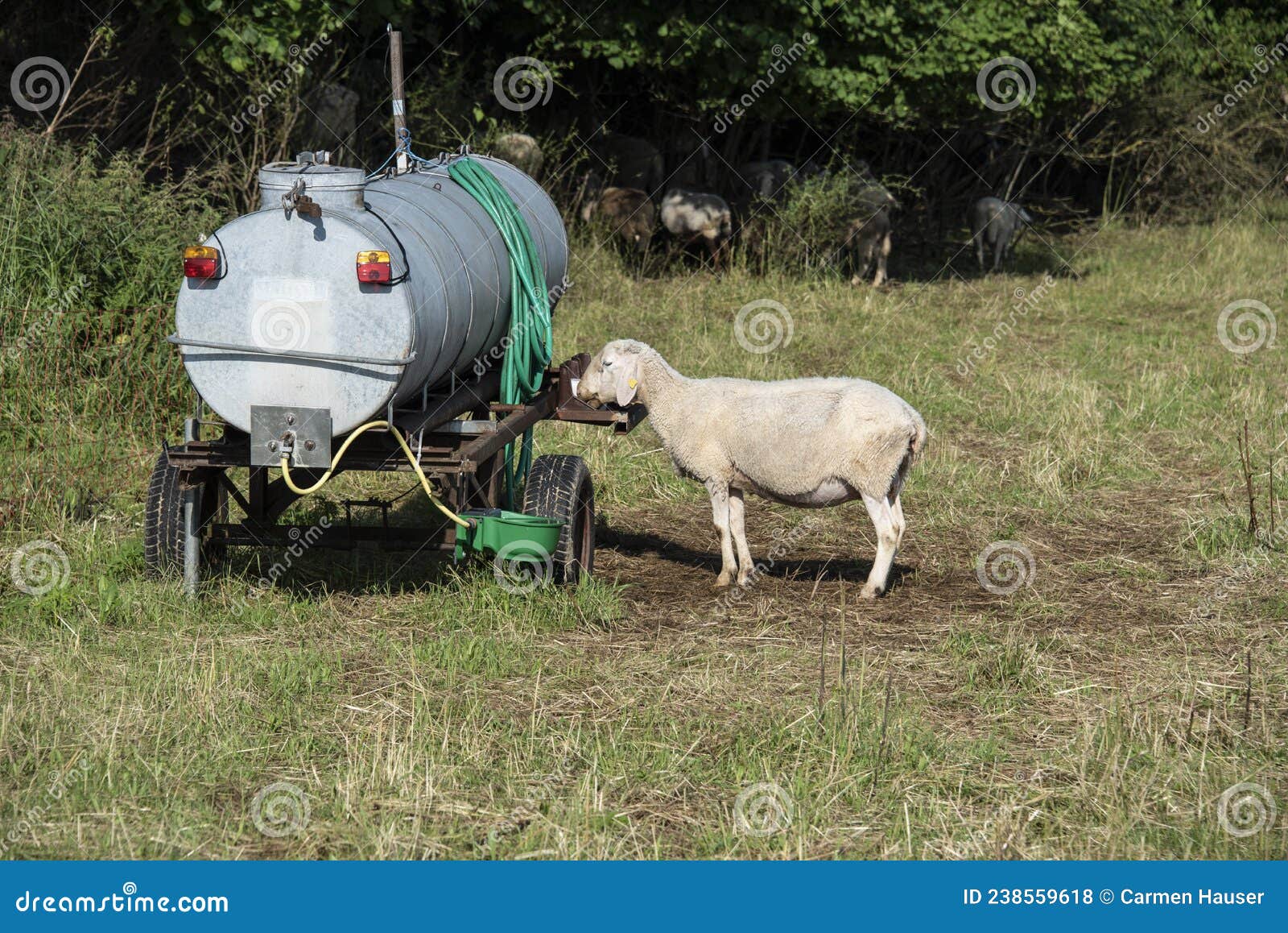 A Sheep Drinking Water from a Metal Tank Stock Photo - Image of farm ...