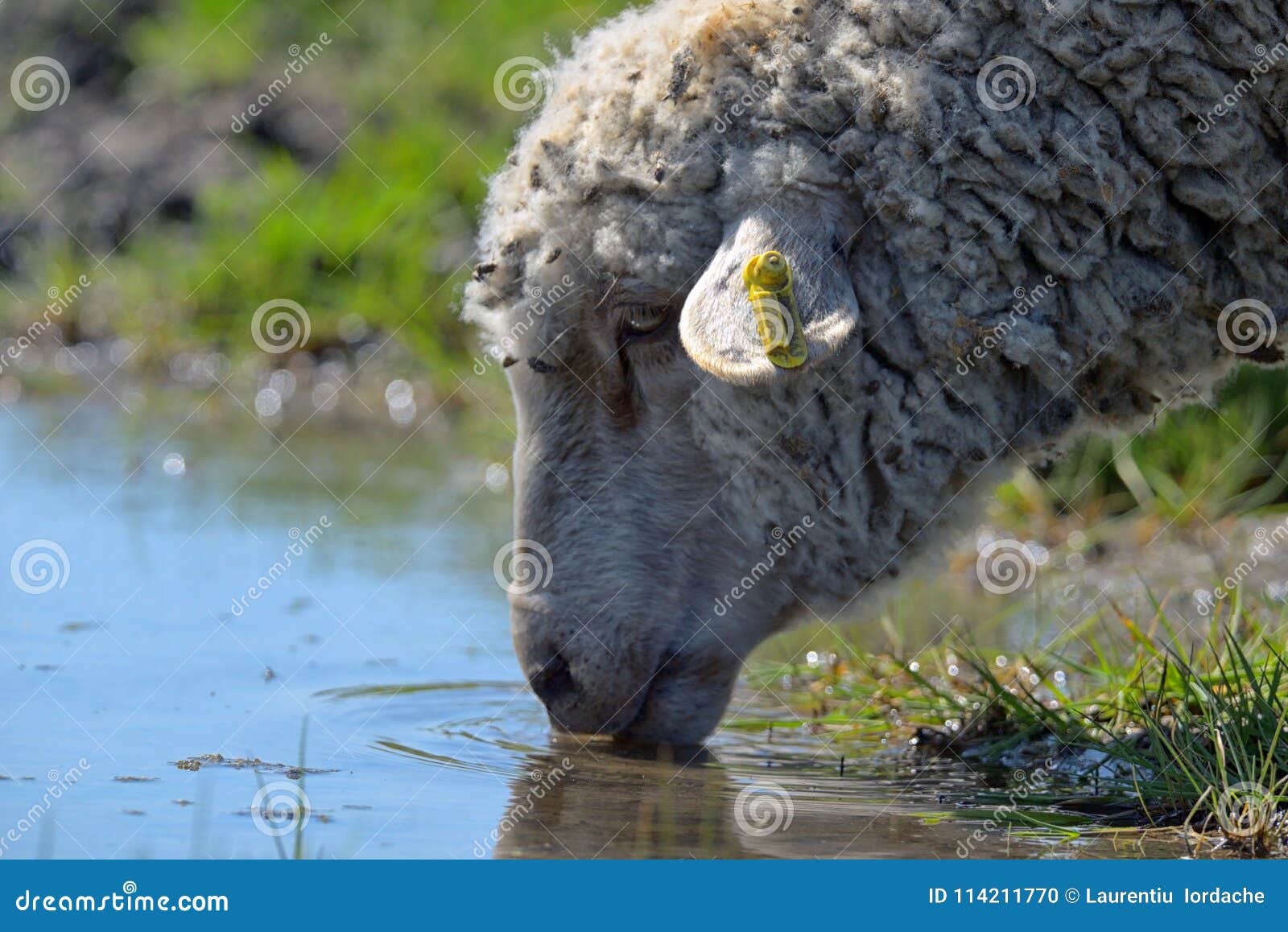 Sheep Drinking From Trough Northern Cape Province South Africa Royalty ...