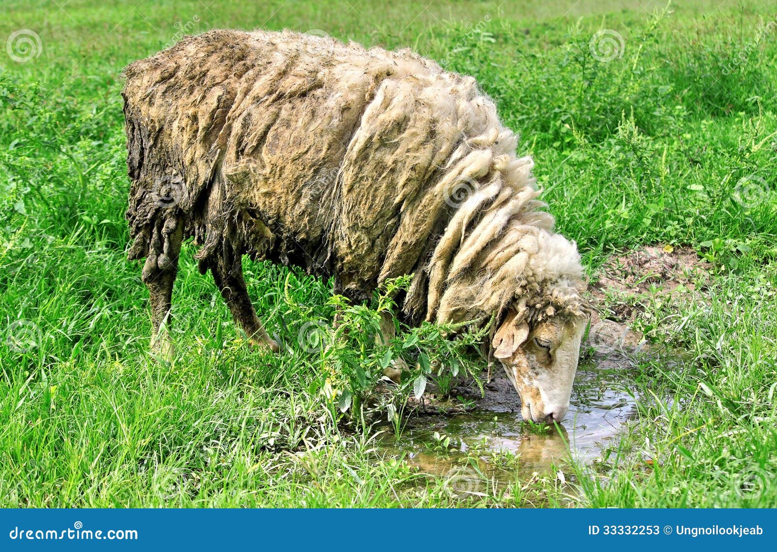 Sheep is drinking water stock image. Image of alone, dirty - 33332253 Sheep is drinking water stock image. Image of alone, dirty - 33332253