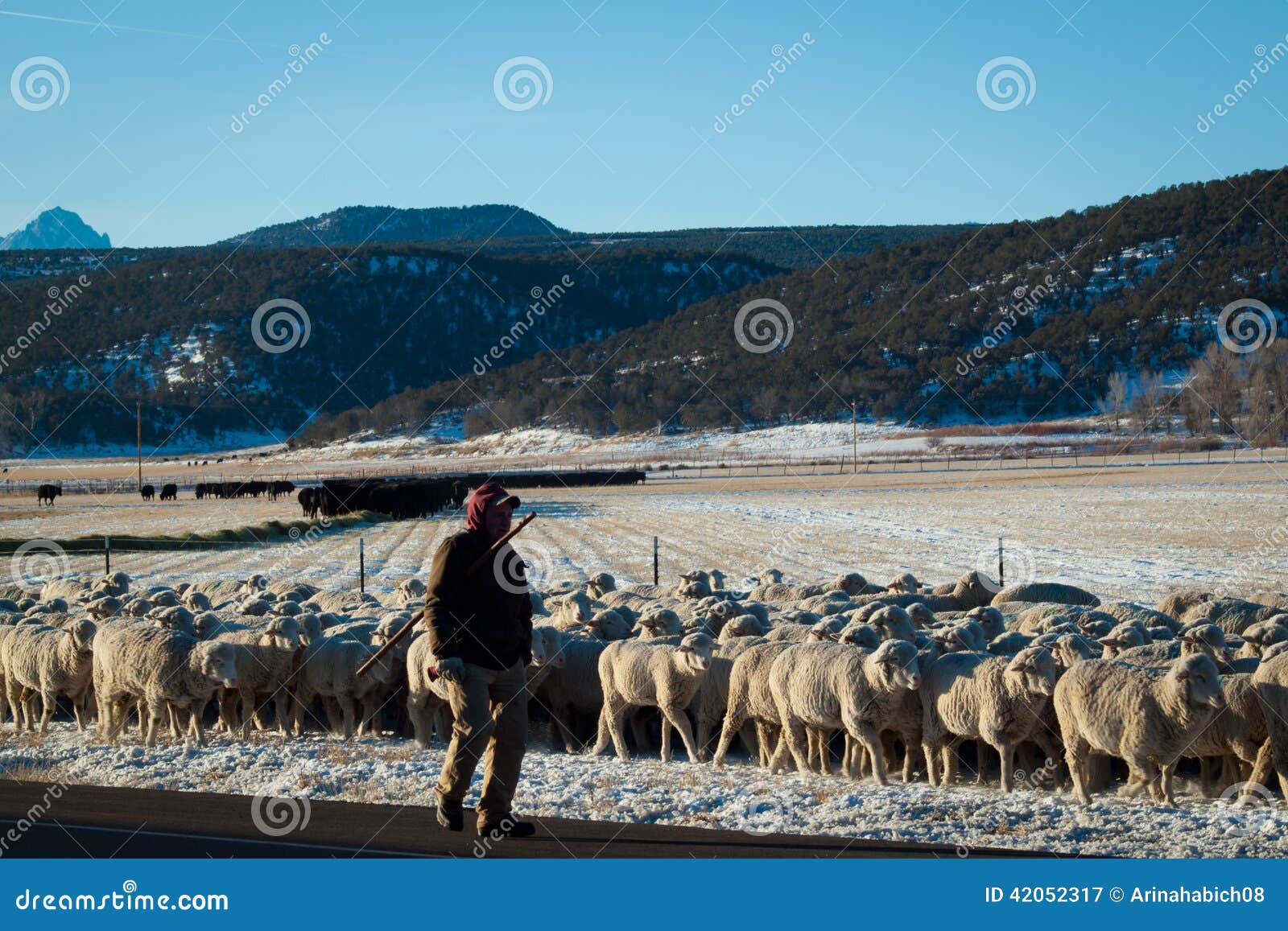 Sheep Drive editorial photography. Image of ocis, nature - 42052317