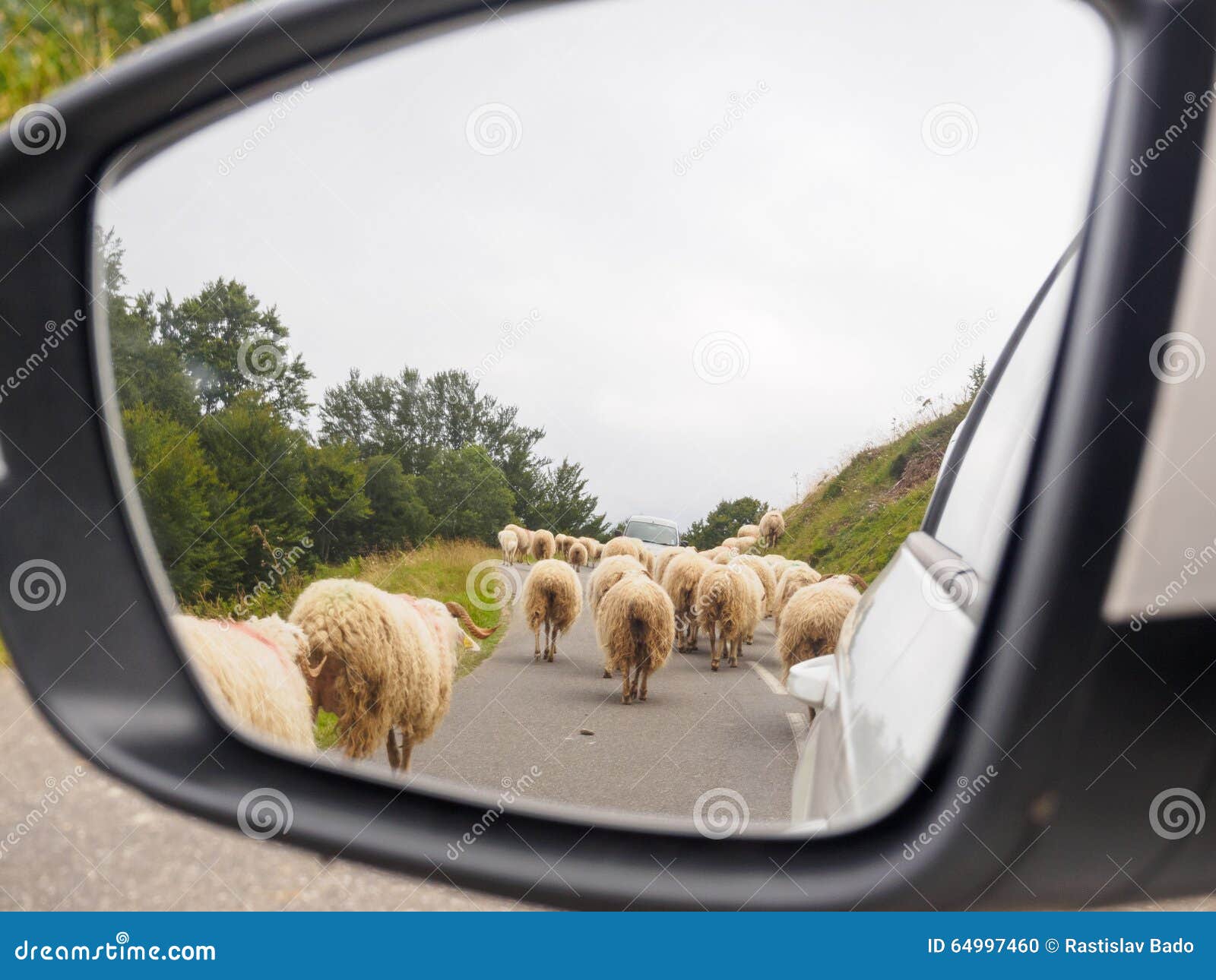 Sheep in driving mirror stock photo. Image of friendship - 64997460