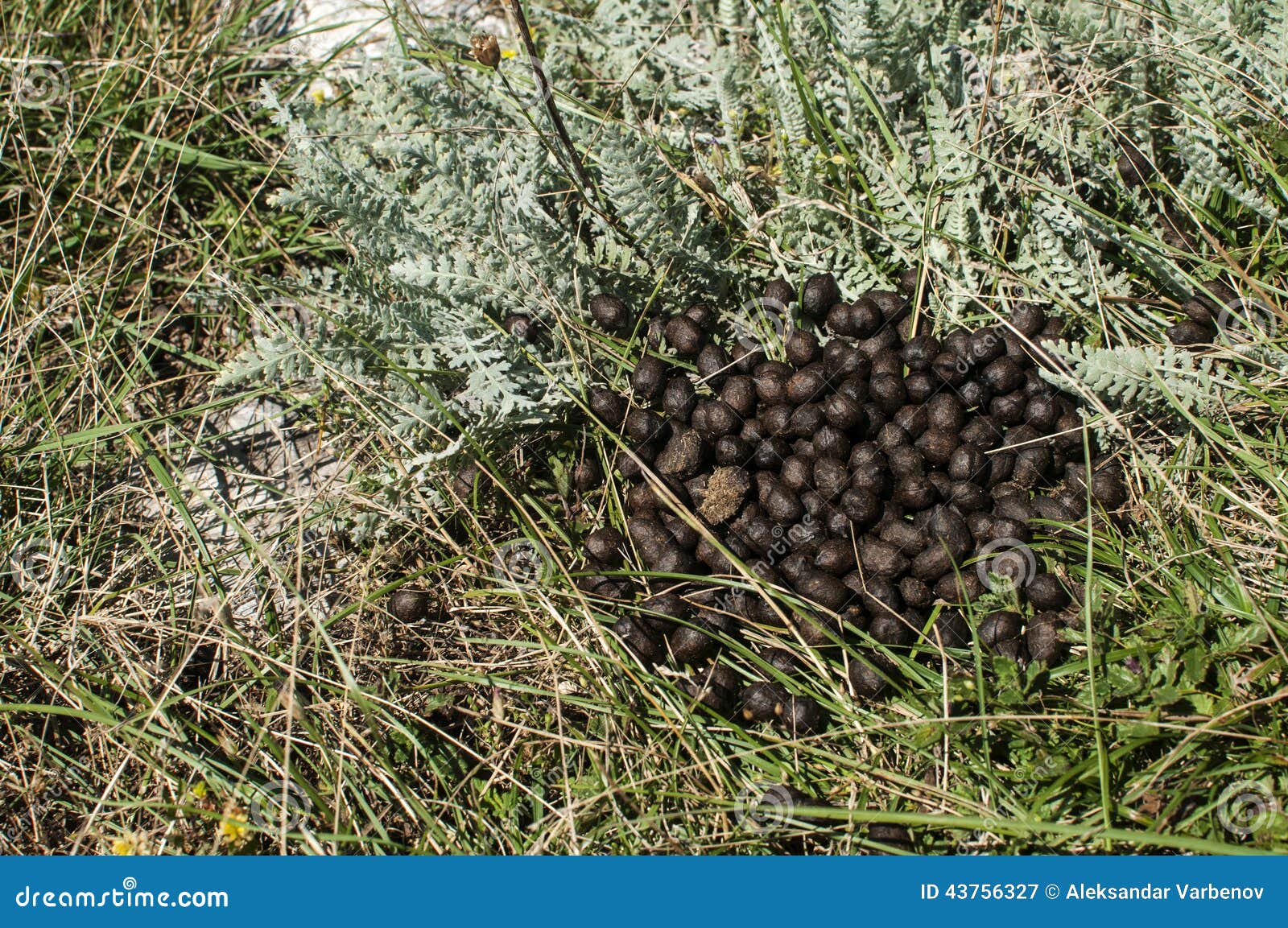 Sheep Droppings On The PYG Track Up To Snowdon Mountain Stock ...