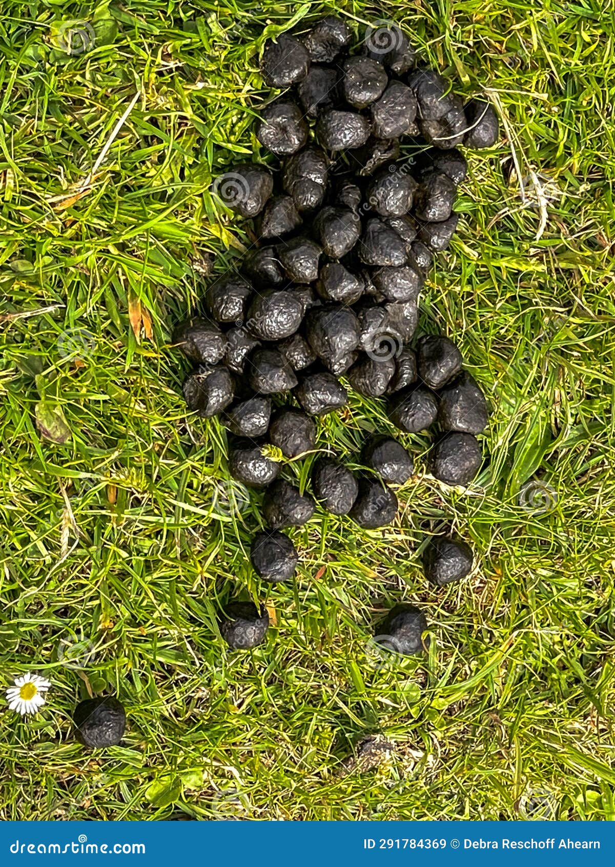 Sheep Droppings In Grass Royalty-Free Stock Photo | CartoonDealer.com ...
