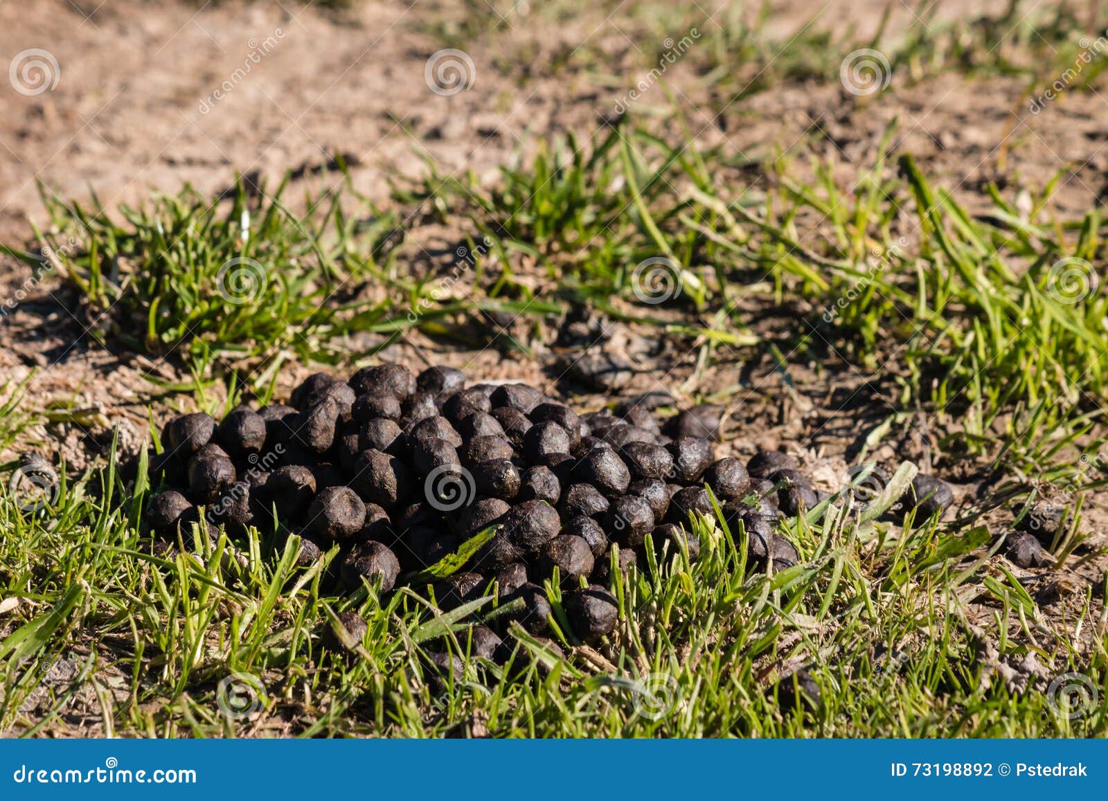 Sheep droppings on ground stock photo. Image of fertile - 73198892