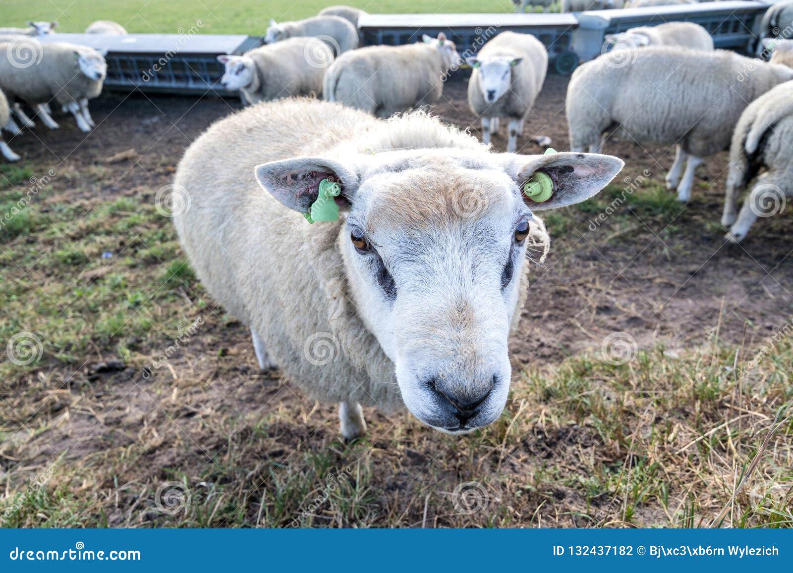 Texel sheep stock photo. Image of sheep, ovis, domestic - 132437182