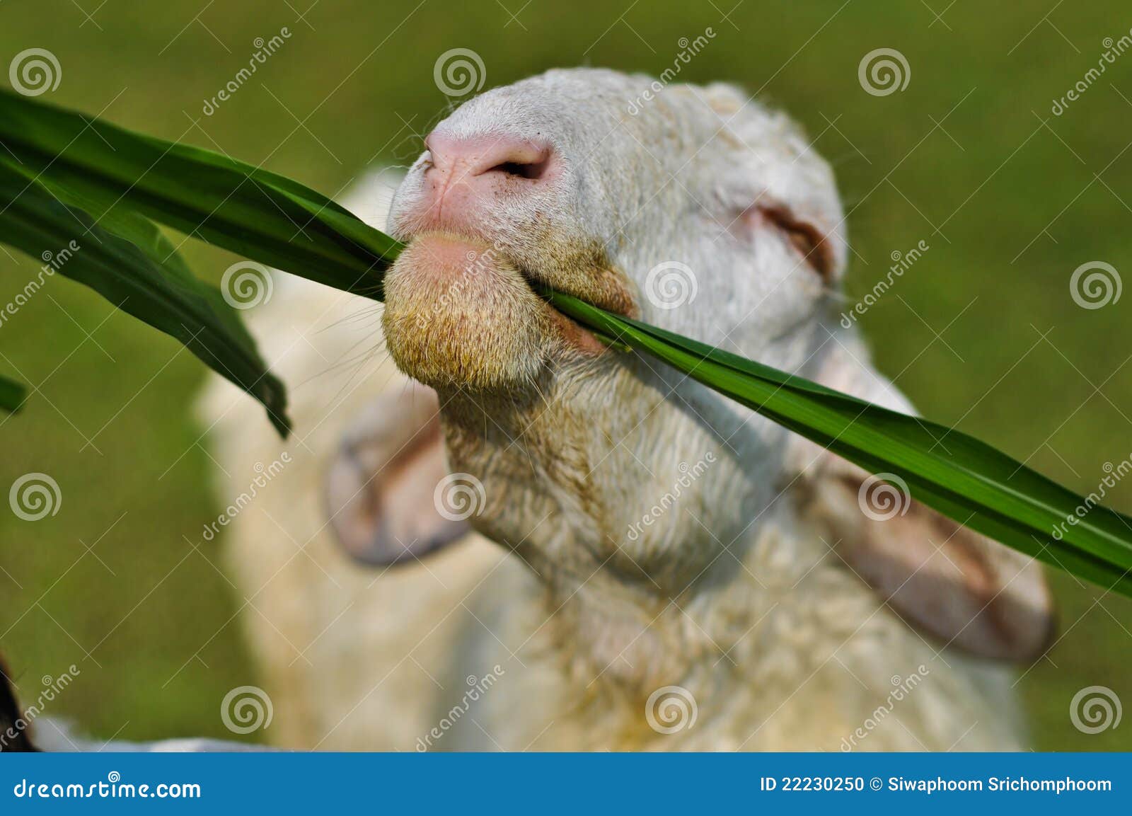 The sheep eat grass stock photo. Image of young, friendly - 22230250