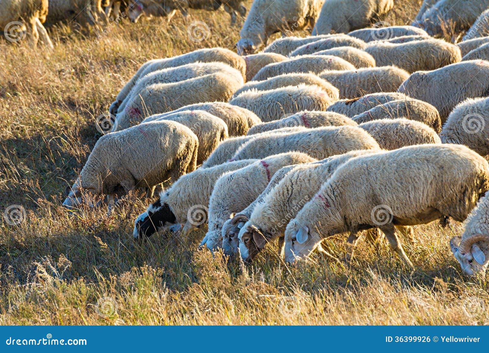 Sheep eat grass stock photo. Image of hill, rural, grassland - 36399926