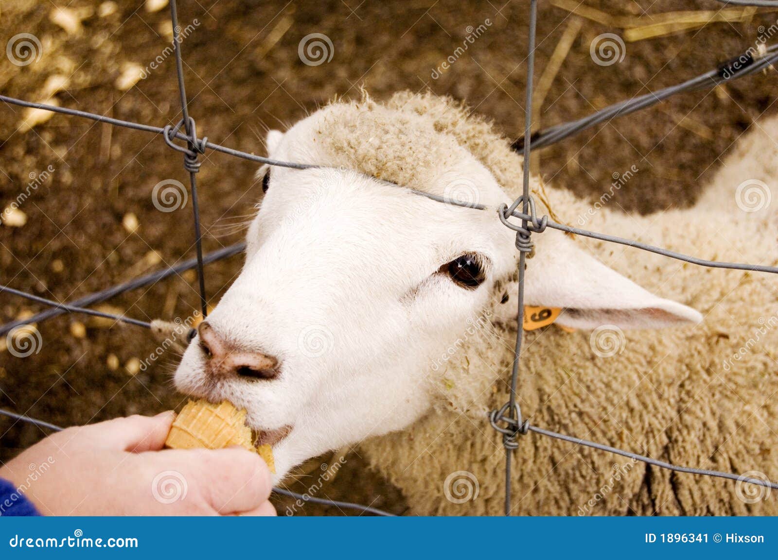 Sheep Eating stock image. Image of hand, mouth, sheep - 1896341