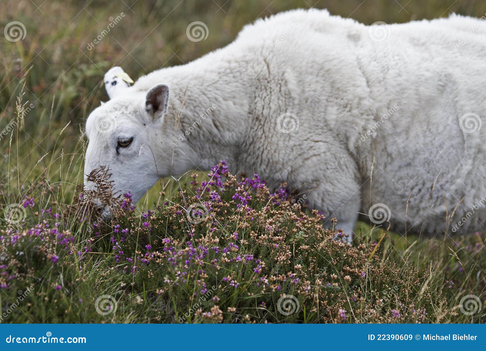 Sheep eating stock image. Image of mammal, scotland, horizontal - 22390609