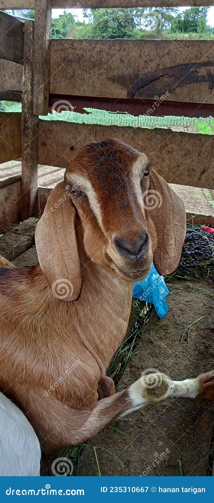 The sheep eating stock image. Image of bovine, mane - 235310667